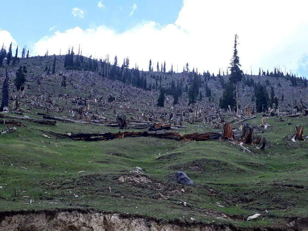 Tosa Maidan- Tale of a meadow which houses graveyard of forests | The ...