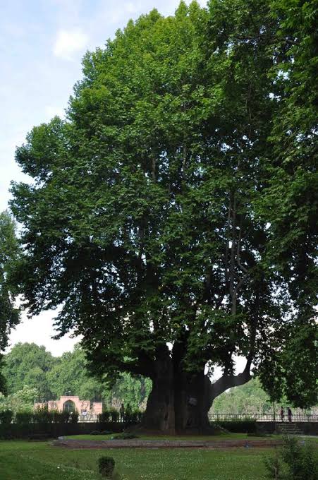 600 year old chinar tree uprooted in Shalimar garden | The Kashmir Press